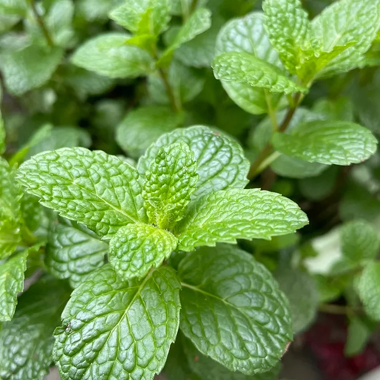 MINT SEEDS