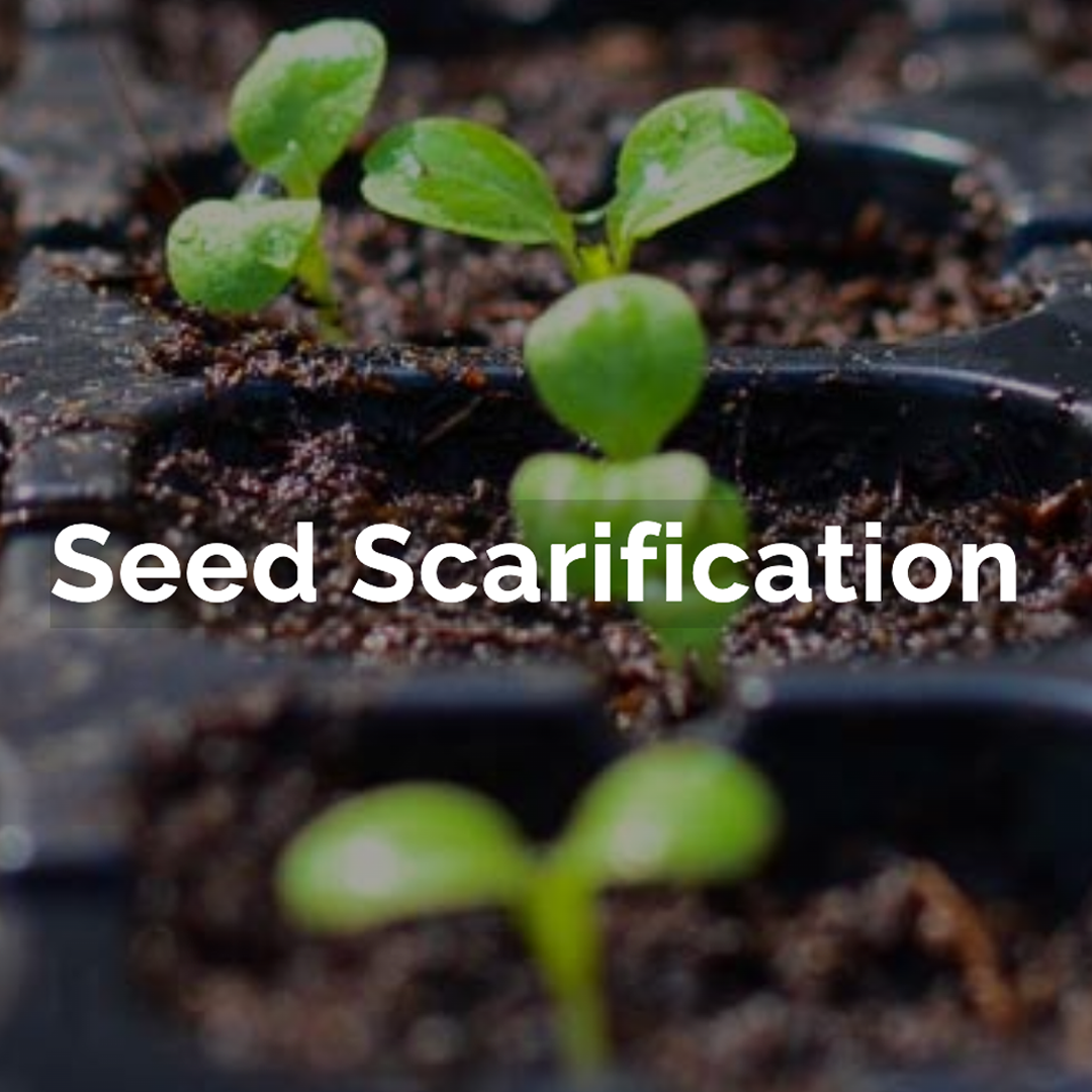 Seed Scarification