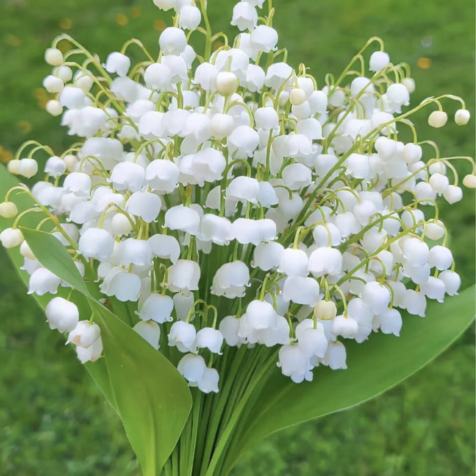 Lily of the Valley - Happiness Arrives