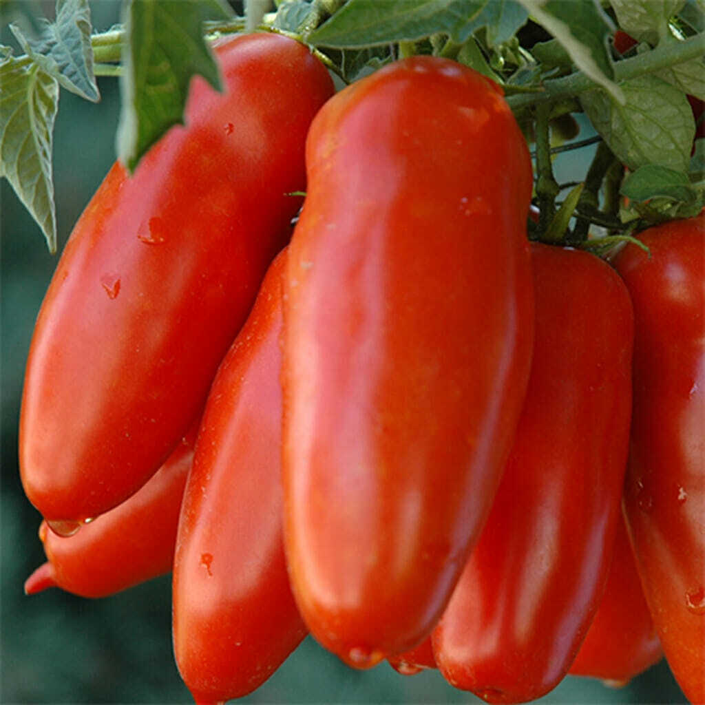 JONY PARK NON GMO Heirloom Tomato Red Banana Seeds 4 99