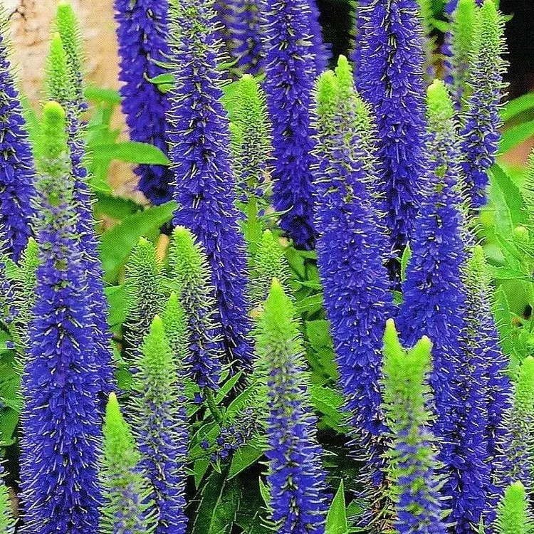 Spike Speedwell Intense Blue Flowers