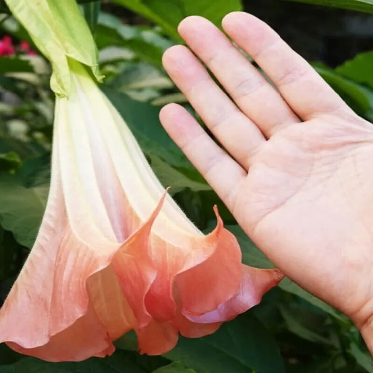 Pink Angel Trumpet