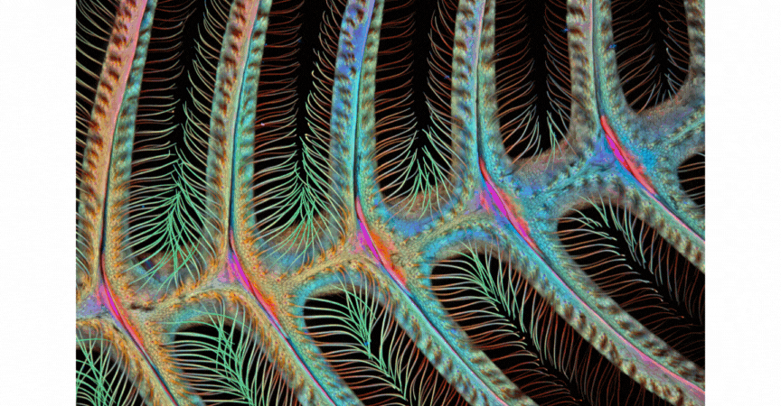 Life Magnified Stamps 2023