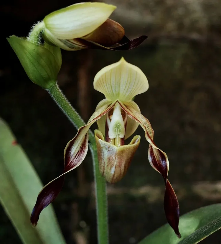 Paphiopedilum philippinense