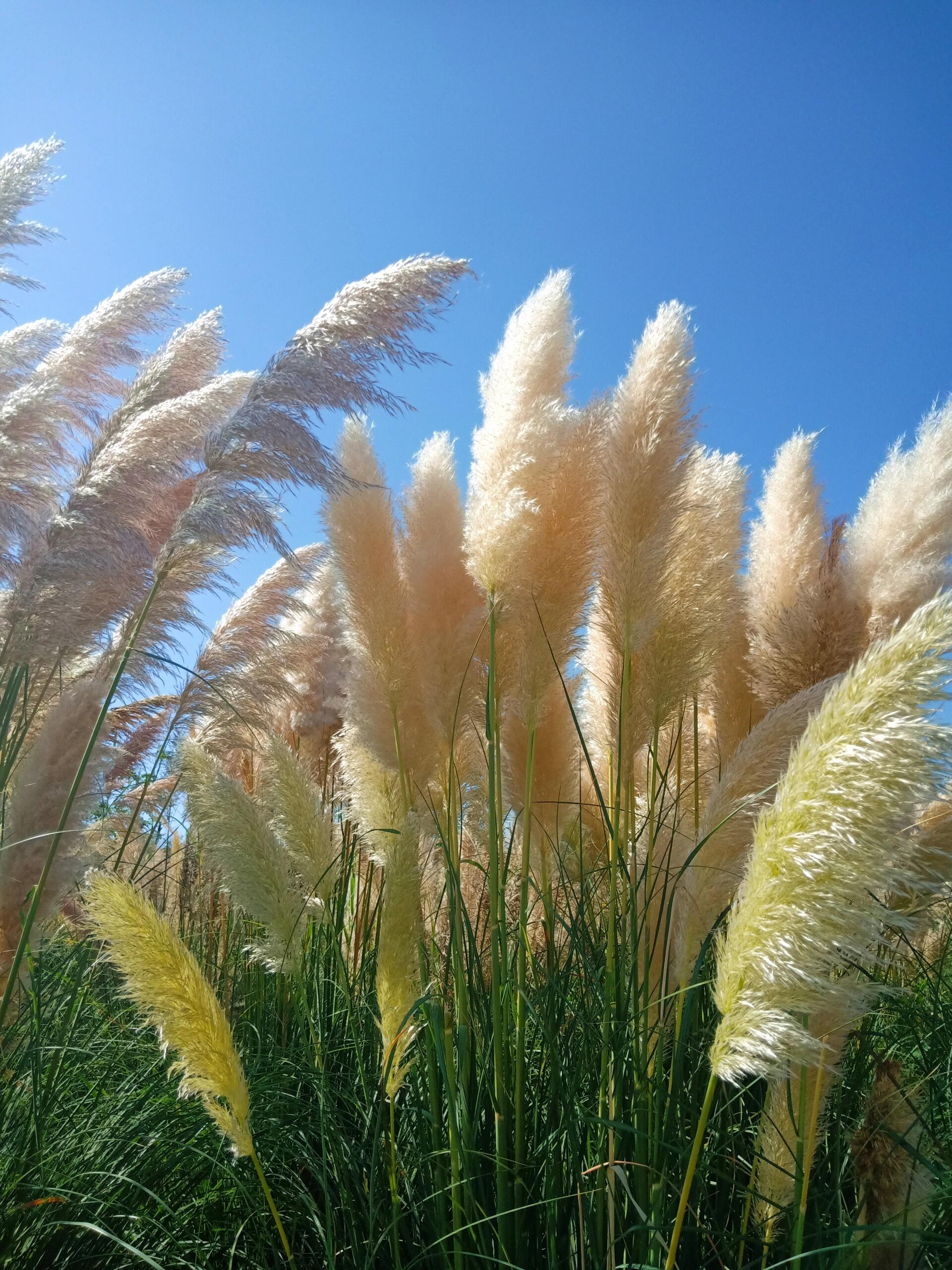 Reed Seeds - Perfect for Autumn Planting