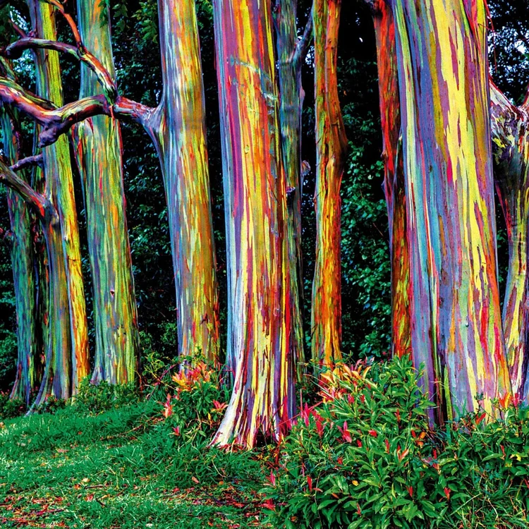 Eucalyptus deglupta/Rainbow Eucalyptus Seeds