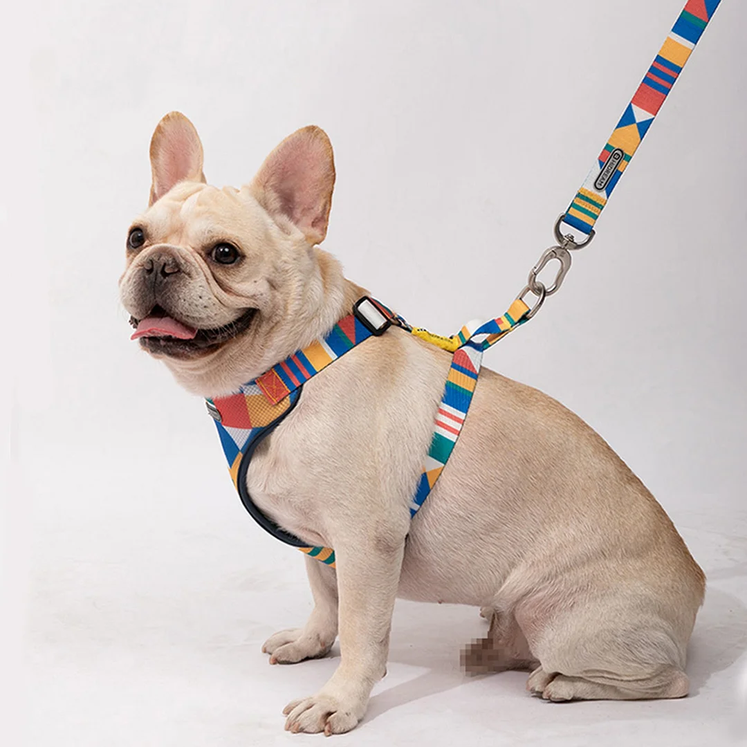 Vibrant Colorblock Harness & Leash Walk Kit