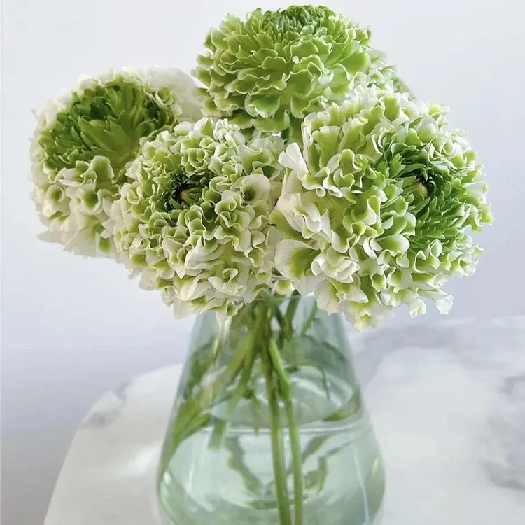 Multicolor Ranunculus Seeds