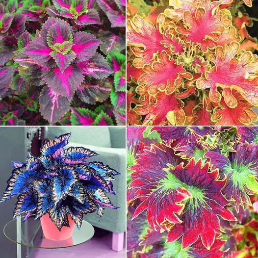 50pcs/Bag Coleus Bonsai Flower Leaf Plants Rainbow Dragon Seeds Garden