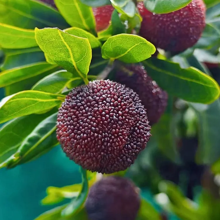 Bayberry gigante: dimensione di una pallina da ping-pong, ⭐sapore ...