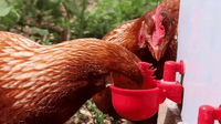 (LAST DAY- 60% OFF)-Automatic Chicken Water Cup