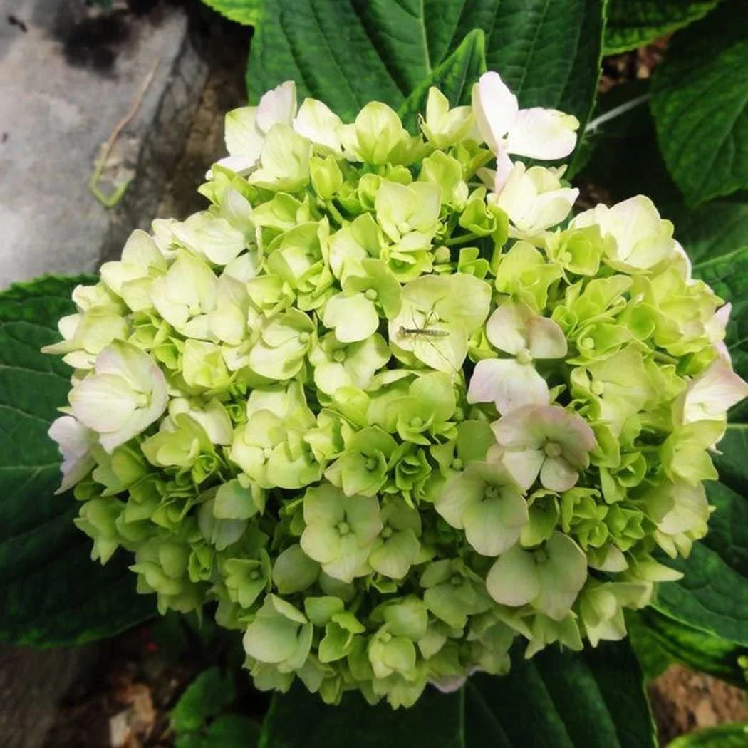 20 pcs/Pack Hydrangea Seed Bonsai Flower Seeds Hydrangea Perennial ...