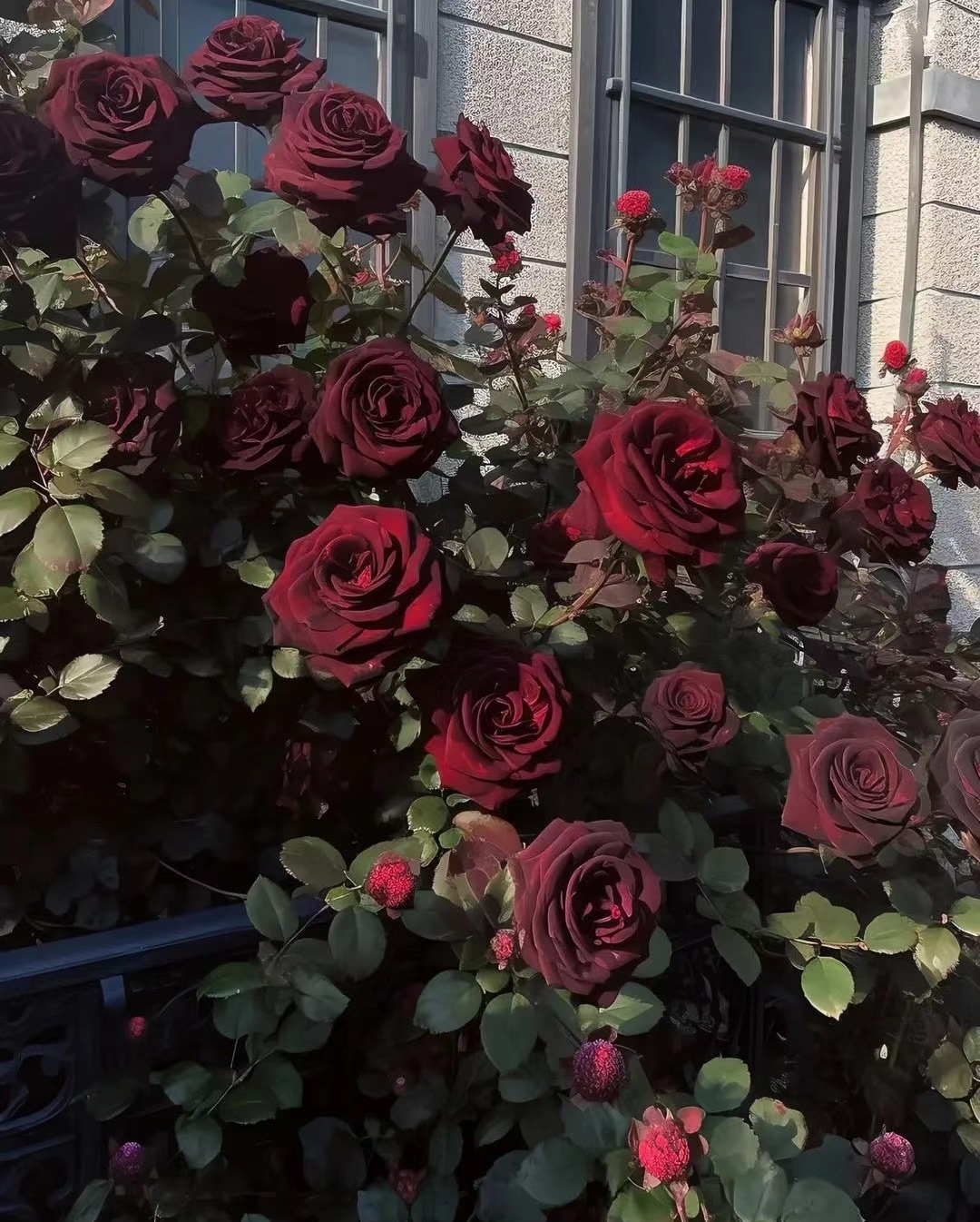 Black Baccara True Blood Hybrid Tea Rose Flower Seeds