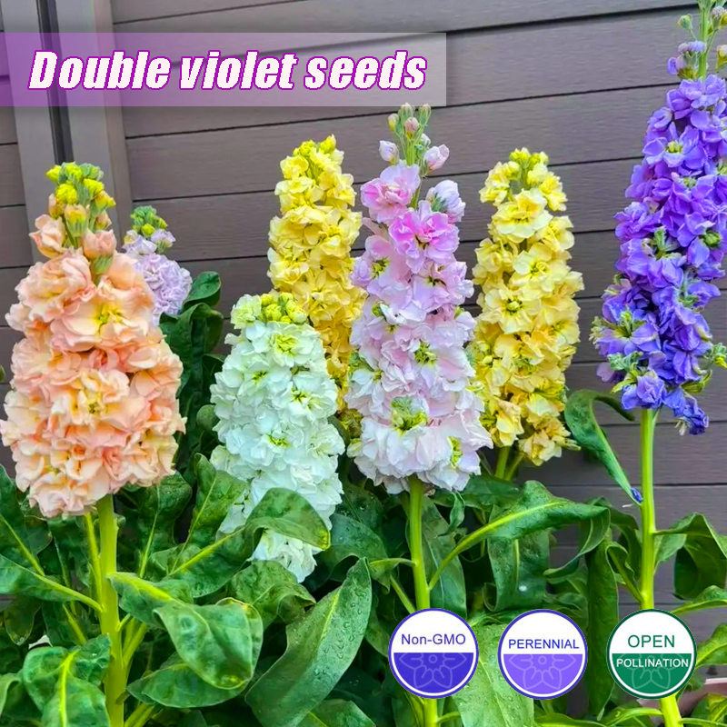 Romantic Double Violet Seeds for Gardens and Houseplants - 40% Off Today!