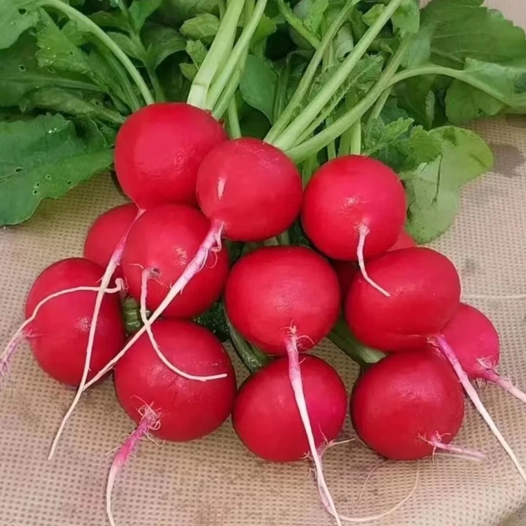 Cherry carrot seeds
