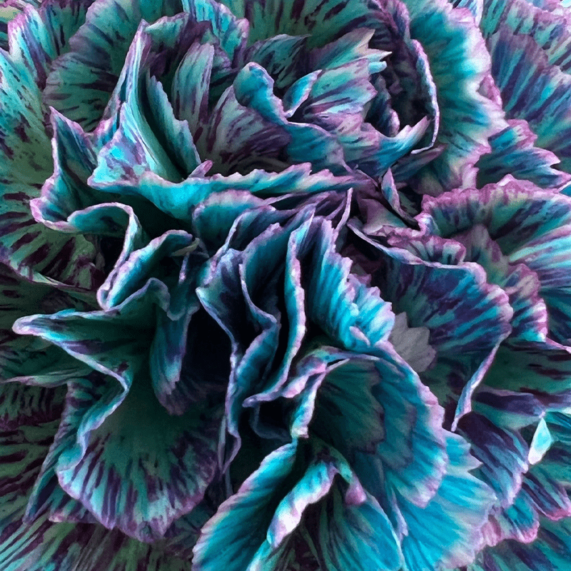 Rare Magic Turquoise Carnation Seeds