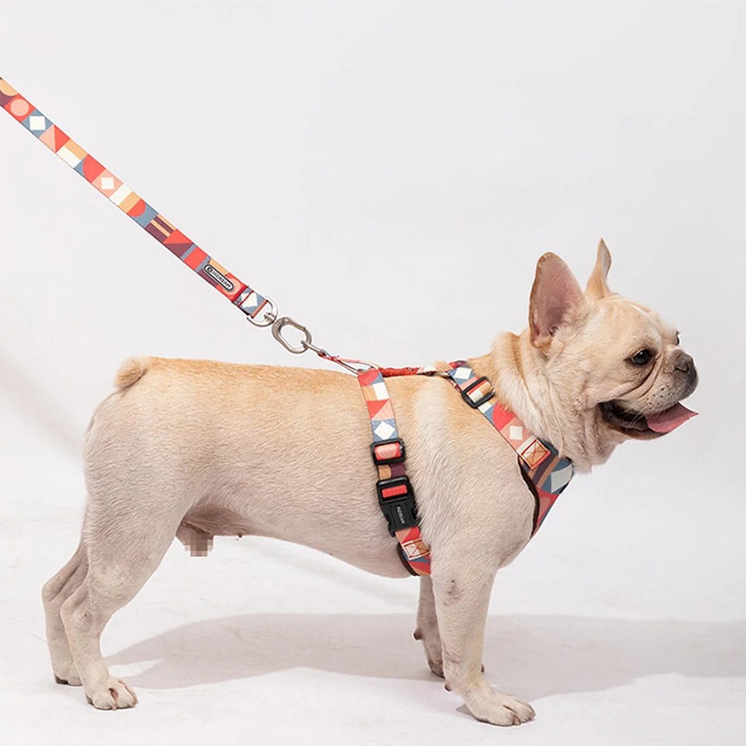 Vibrant Colorblock Harness & Leash Walk Kit