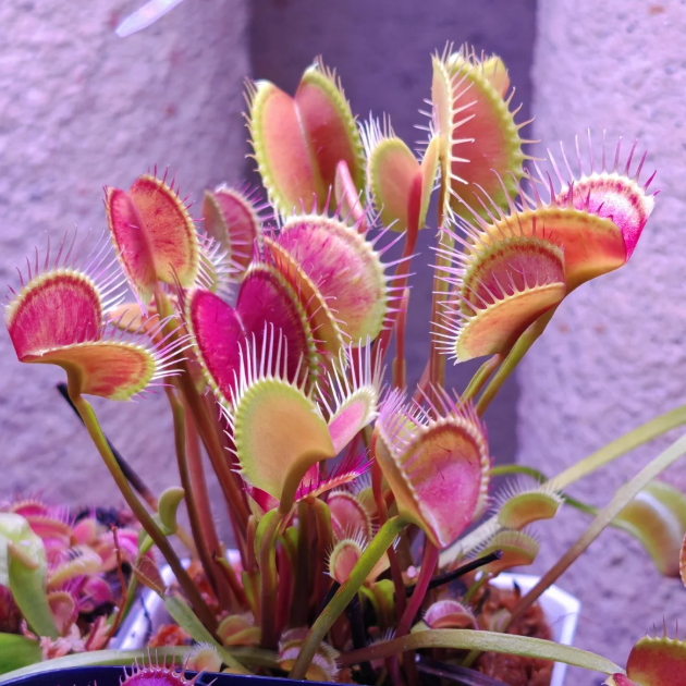 Venus Flytrap - Natural Fly Catching, Green And Cute Pet