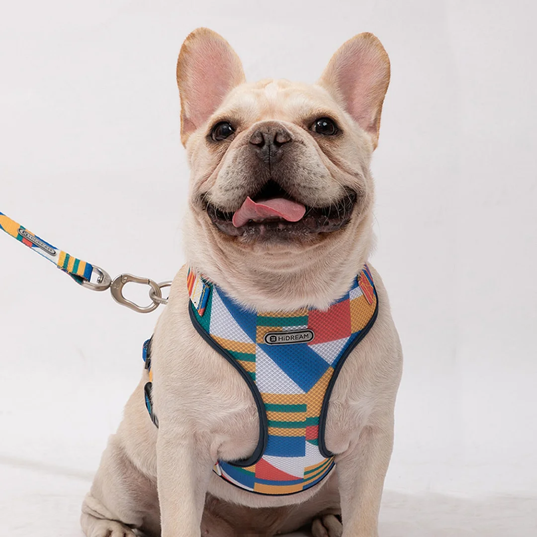 Vibrant Colorblock Harness & Leash Walk Kit