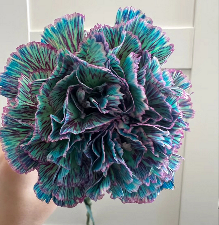 Multi-color Carnation Seeds
