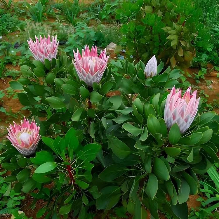 King Protea Plant Size