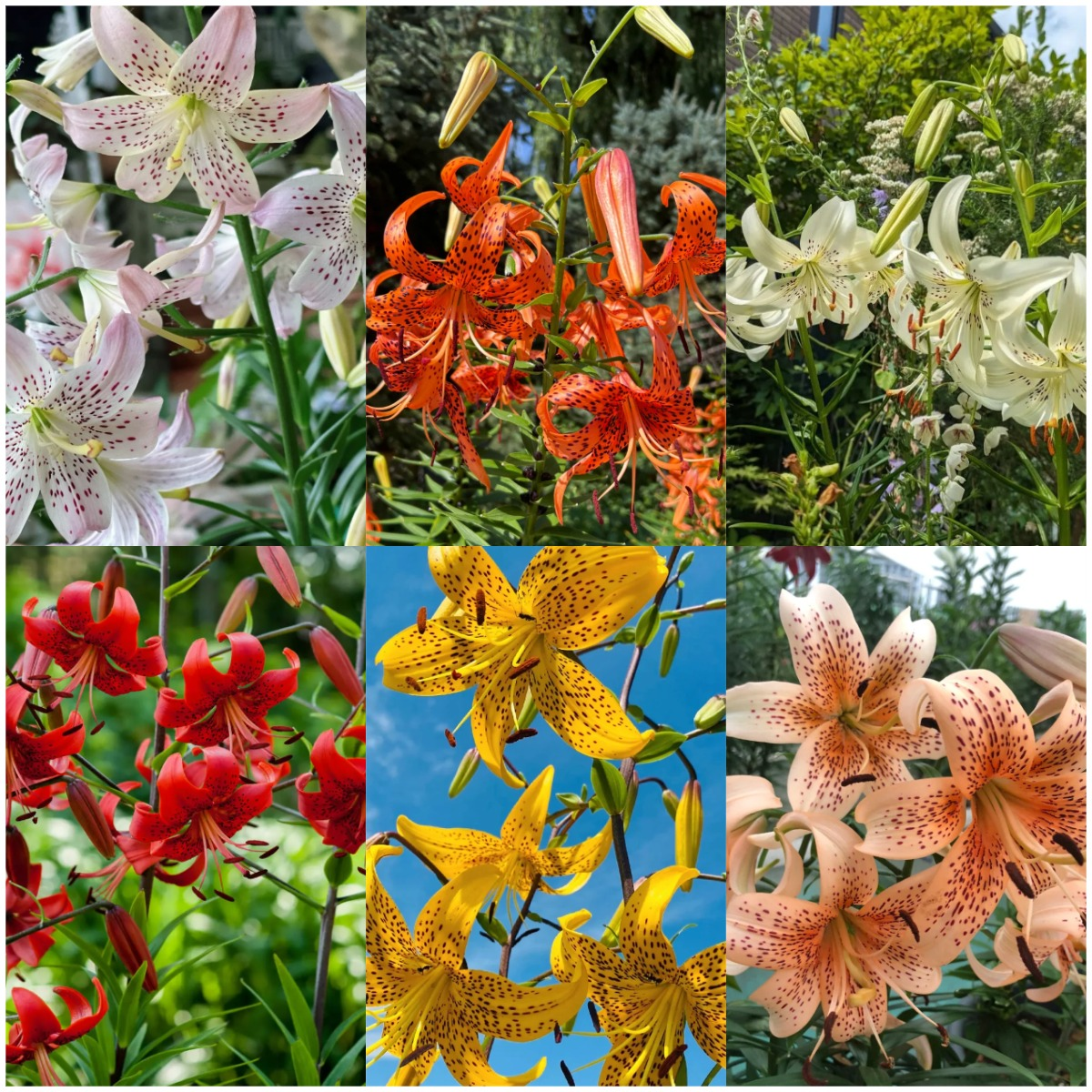 Rare Tiger Lily Bulbs