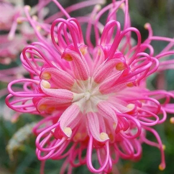 PINK SPIDER FLOWER - GREVILLEA SP. - RARE 'PLANT' SEEDS