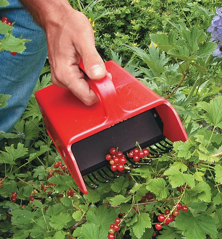 Berry Fruit Pickers Metallic Comb Blueberry Rake Scoop 24x14cm for ...