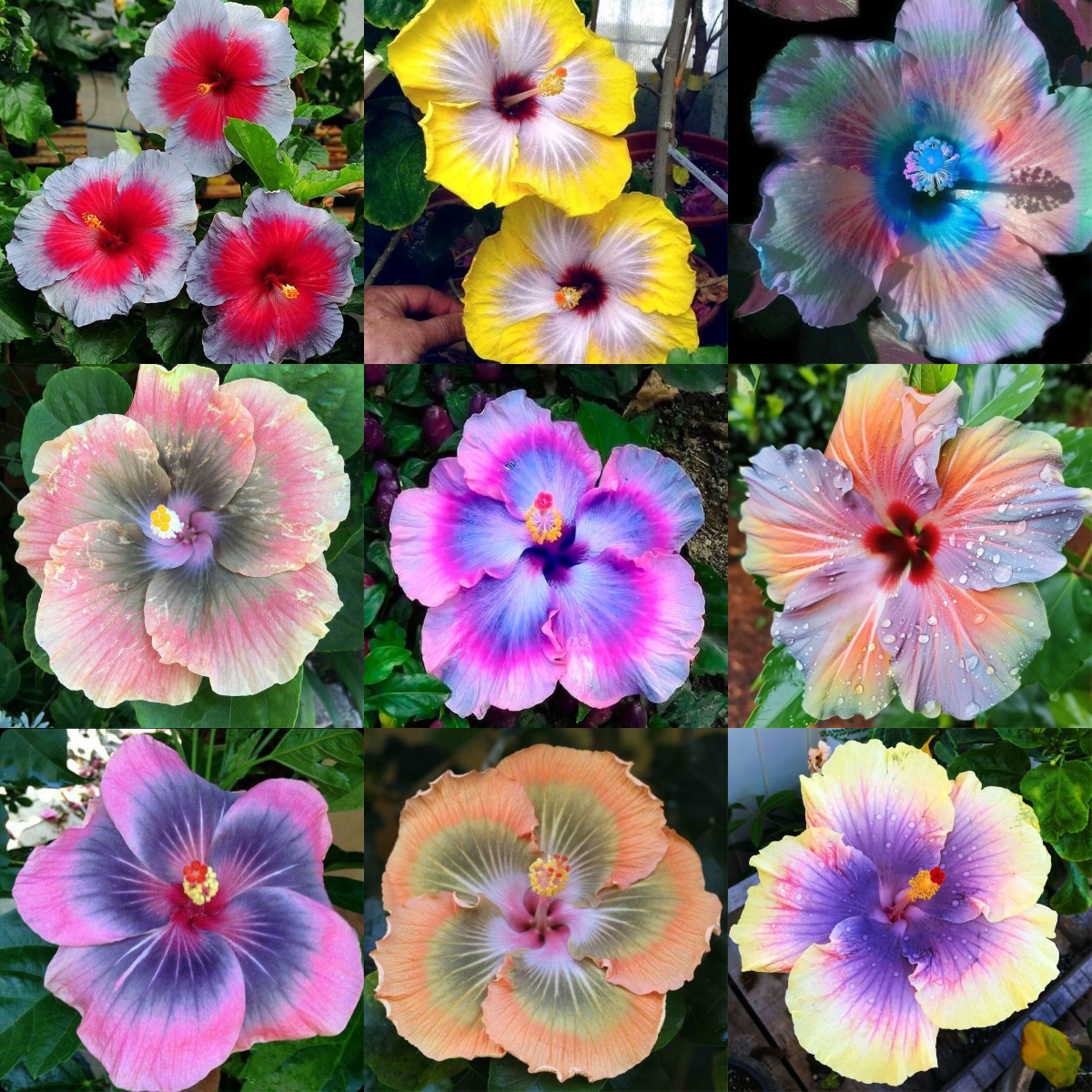 Rare Hibiscus macrophylla