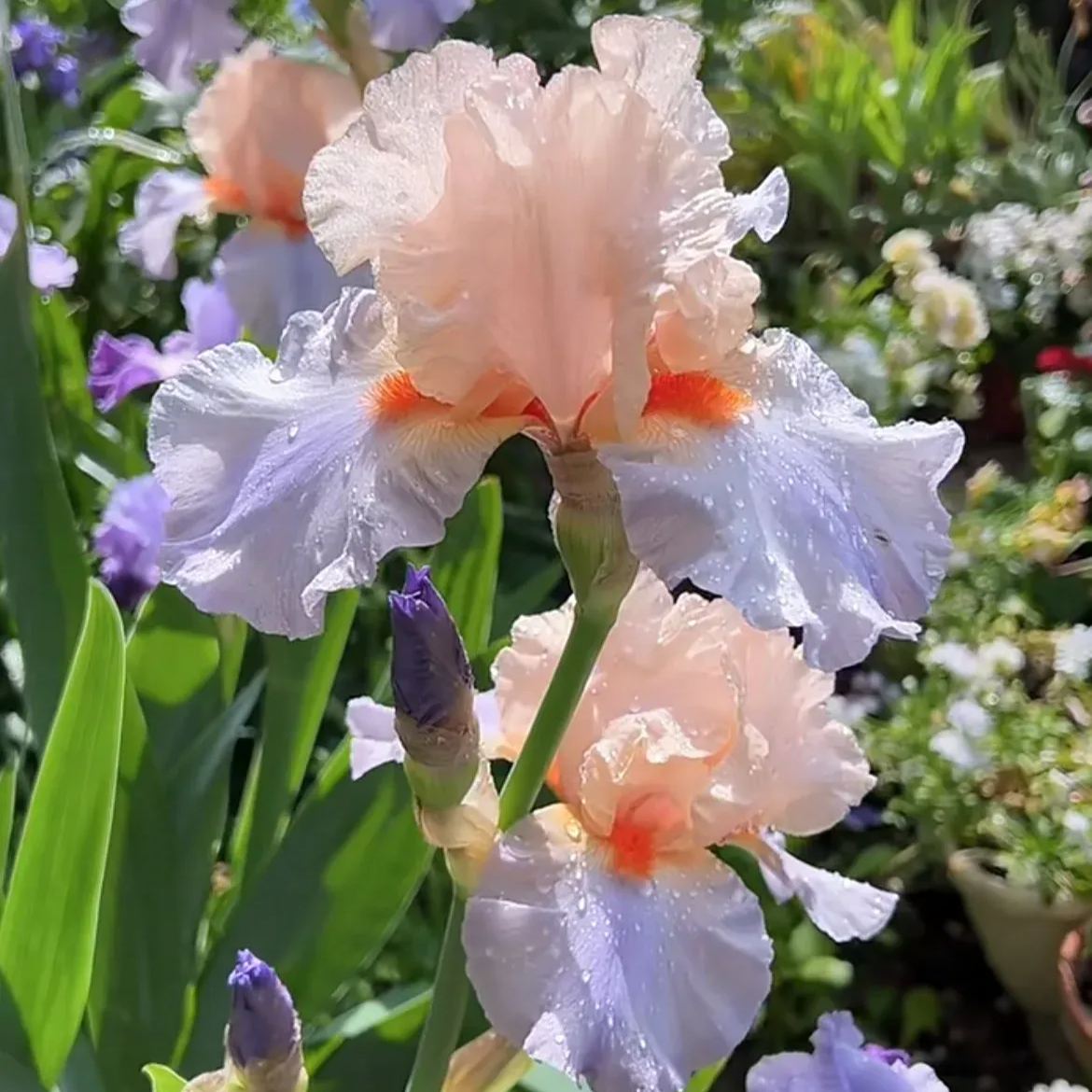 Iris Germanica 'French Cancan'