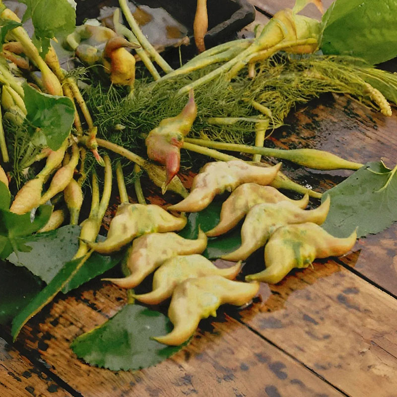 WATER CALTROP SEEDS