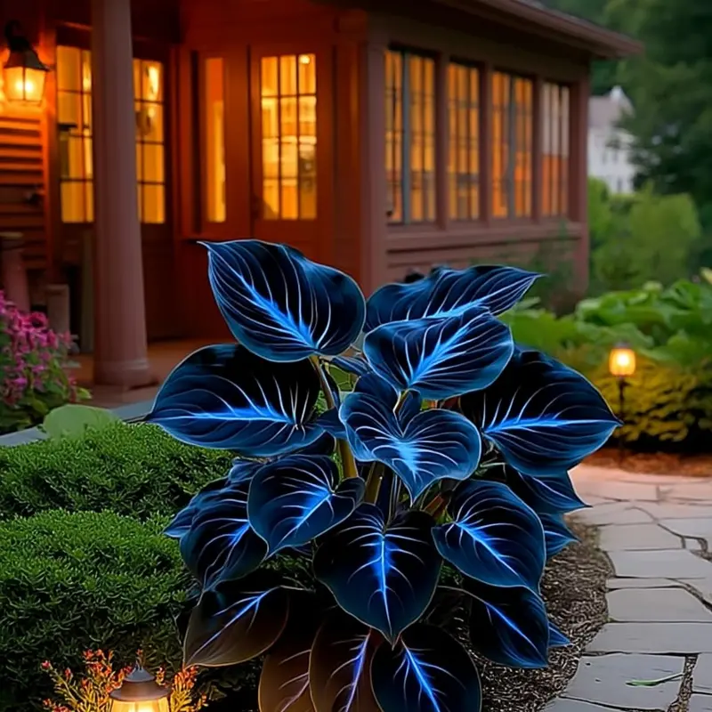 Rare Hosta