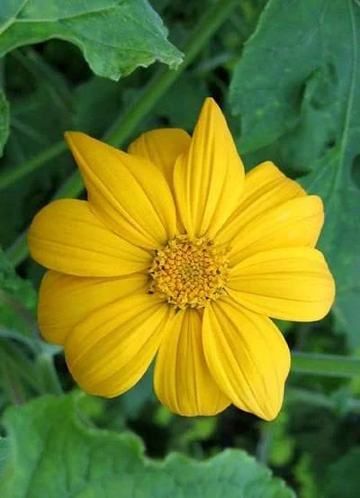 Mexican Sunflower Seeds - Yellow (Tithonia Speciosa Yellow Torch) Seeds.