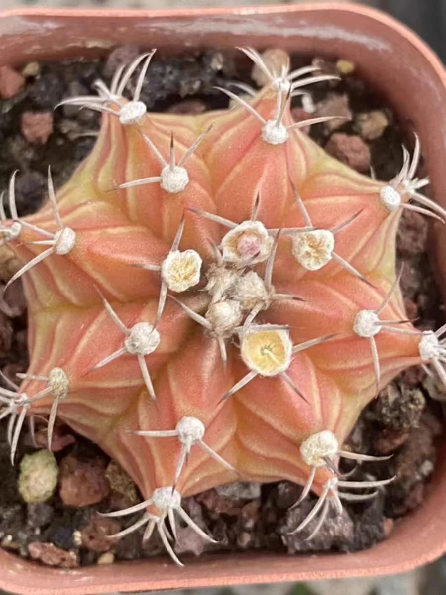 577. Mi ha. has roots 3-5cm，Random Color/Cactus plants / Succulent ...