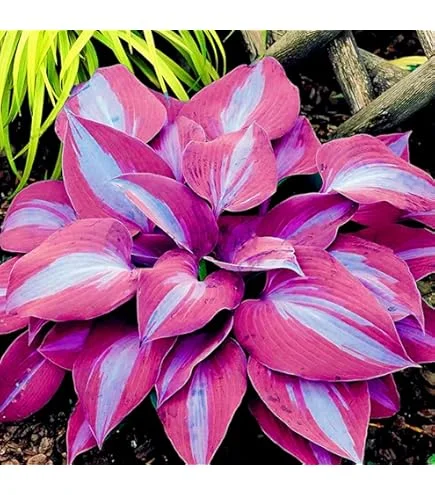 Rare Multi-colored Hostas Seeds