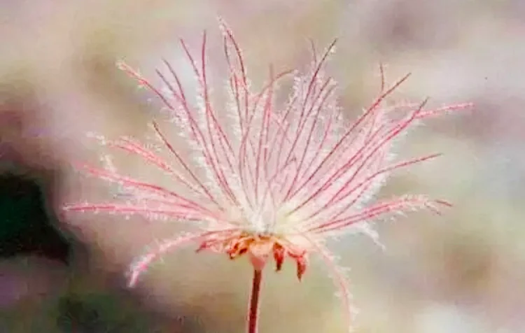 Prairie Smoke Flower Seeds