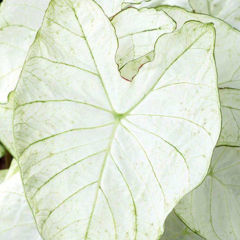 Caladium 'Florida Moonlight'