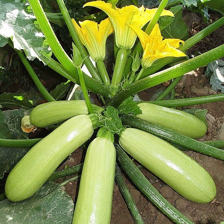 Early Blue Zucchini Seeds