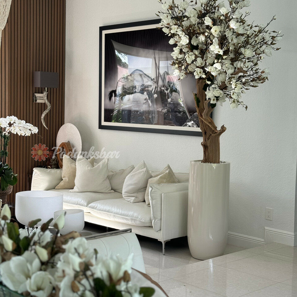 Most popular 8ft white magnolia tree in glossy beige st tropez planter
