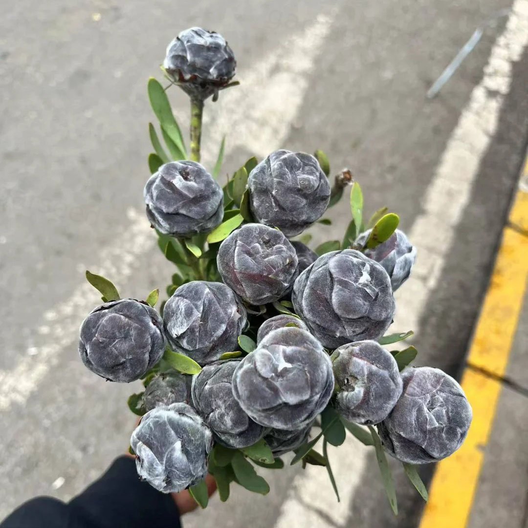 Fuzzy Wood Lily Bulbs