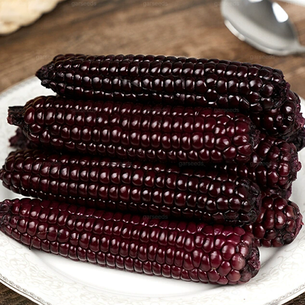 Purple Mini Thumb Corn Seeds🌽